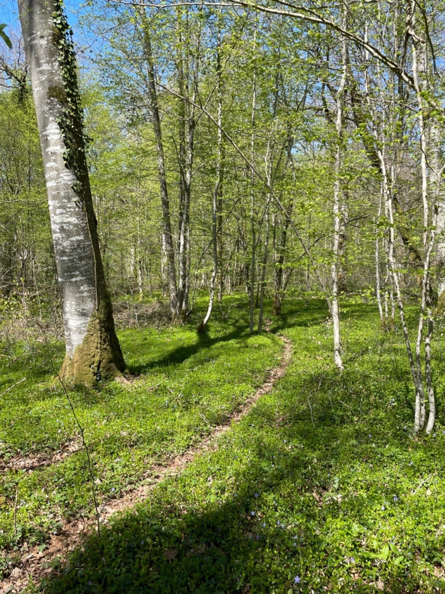 Forêt domaniale de l'Abondance le Marsois | OpenTracks