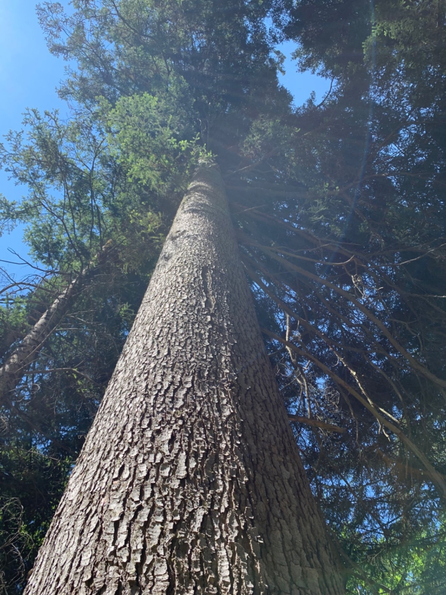 le Bozel de Higgs et l’arbre remarquable | OpenTracks
